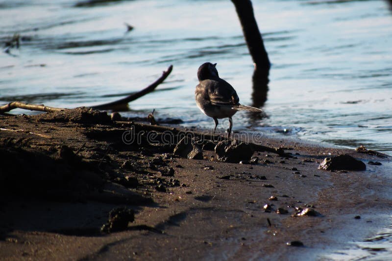 Single birds stock photo. Image of single, water, birds - 136736764