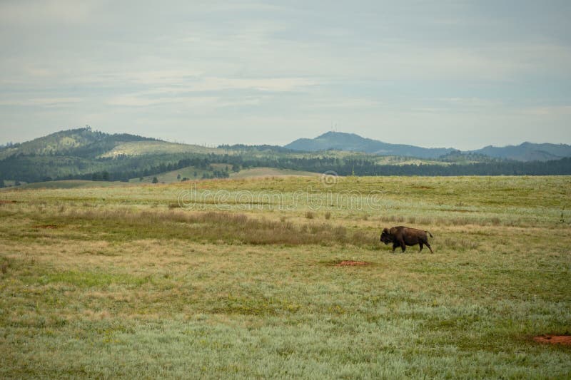 Single Bison Crossing Prairie Stock Photo - Image of yellowstone ...
