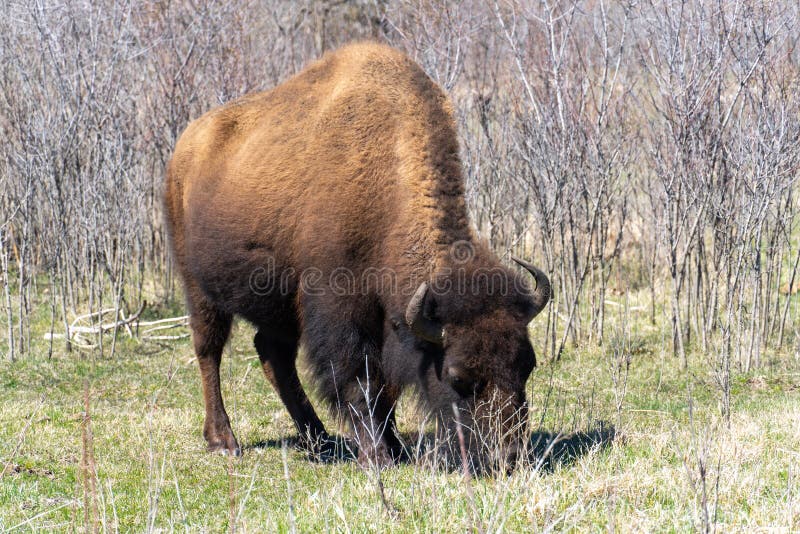 Single Bison Grazing in Early Spring Stock Photo - Image of bison ...