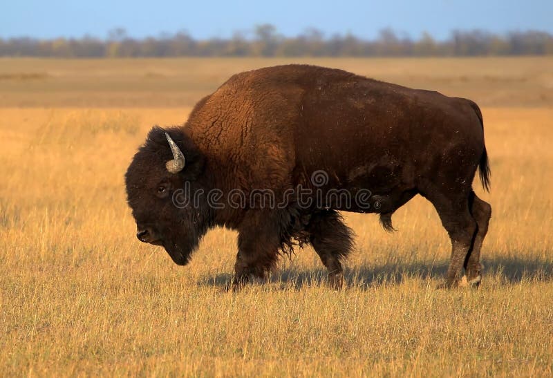 Single Bison on the Pasture Stock Image - Image of landscape, pasture ...