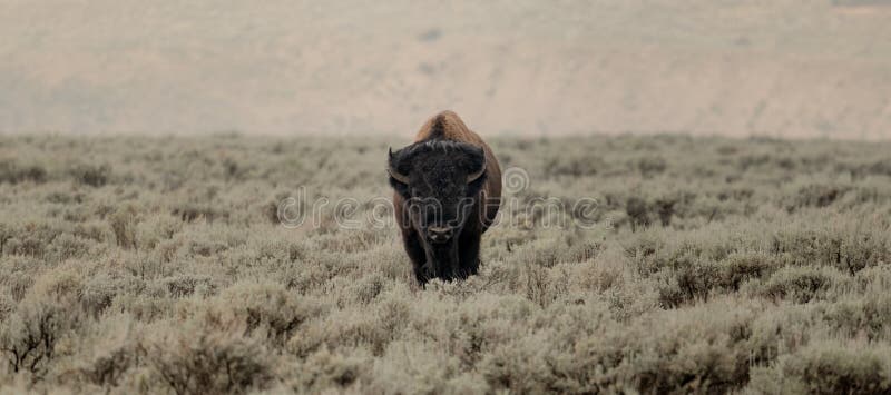 Single Bison Stands at Attention in Lamar Valley Stock Image - Image of ...