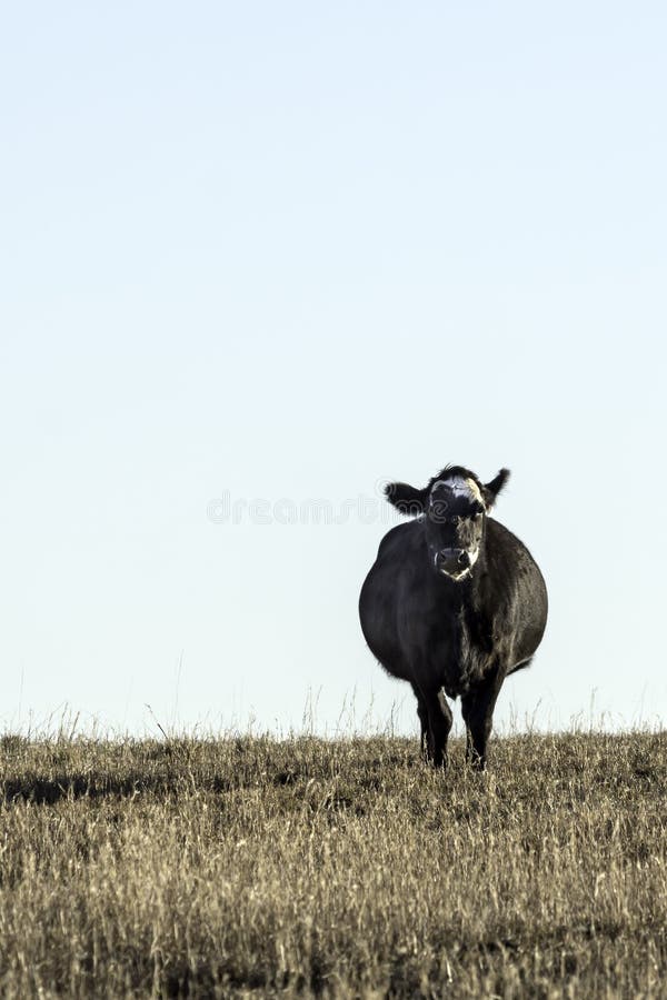 Single Black Angus Cow Looking Forward in a Field - Vertical Stock ...