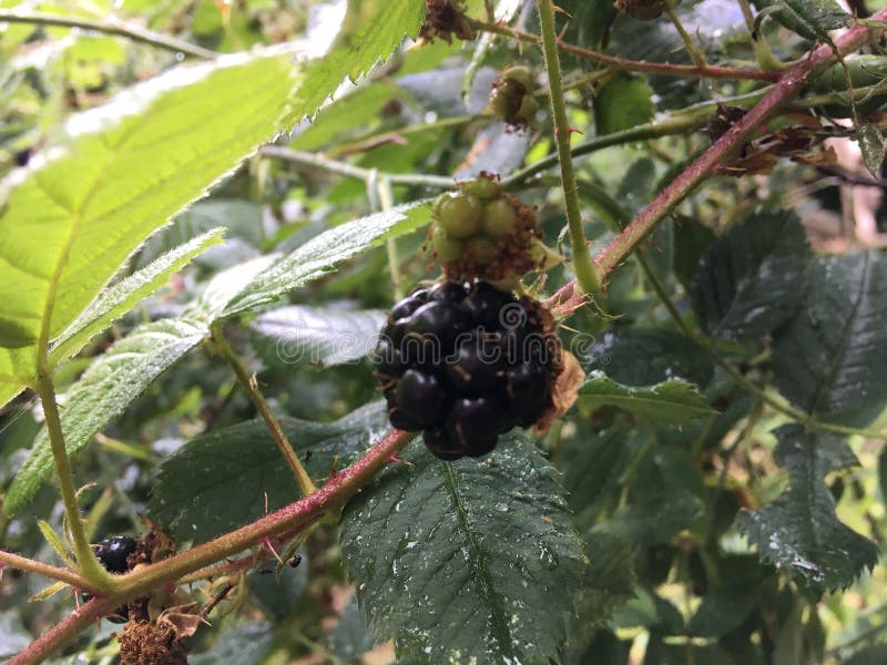 A Single Black Berry One a Branch Stock Image - Image of branch, single ...