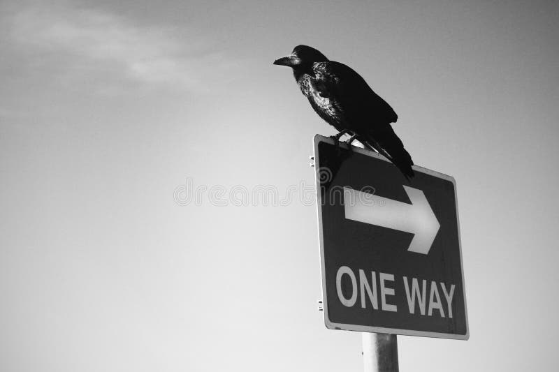 Single Black Crow or Rook on a One Way Sign with Arrow. Stock Photo ...