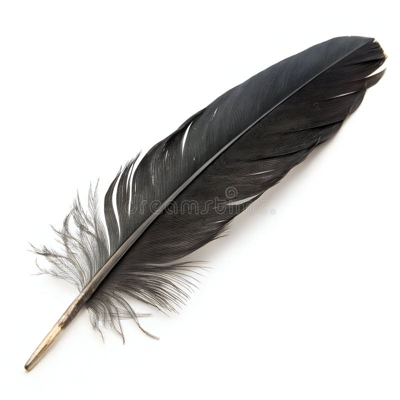 Single Black Feather Isolated on White Background Stock Illustration ...