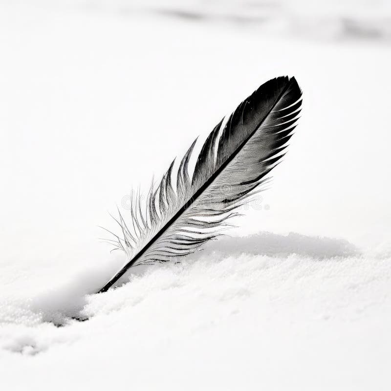 Single Black Feather Standing Upright in Snow Stock Photo - Image of ...