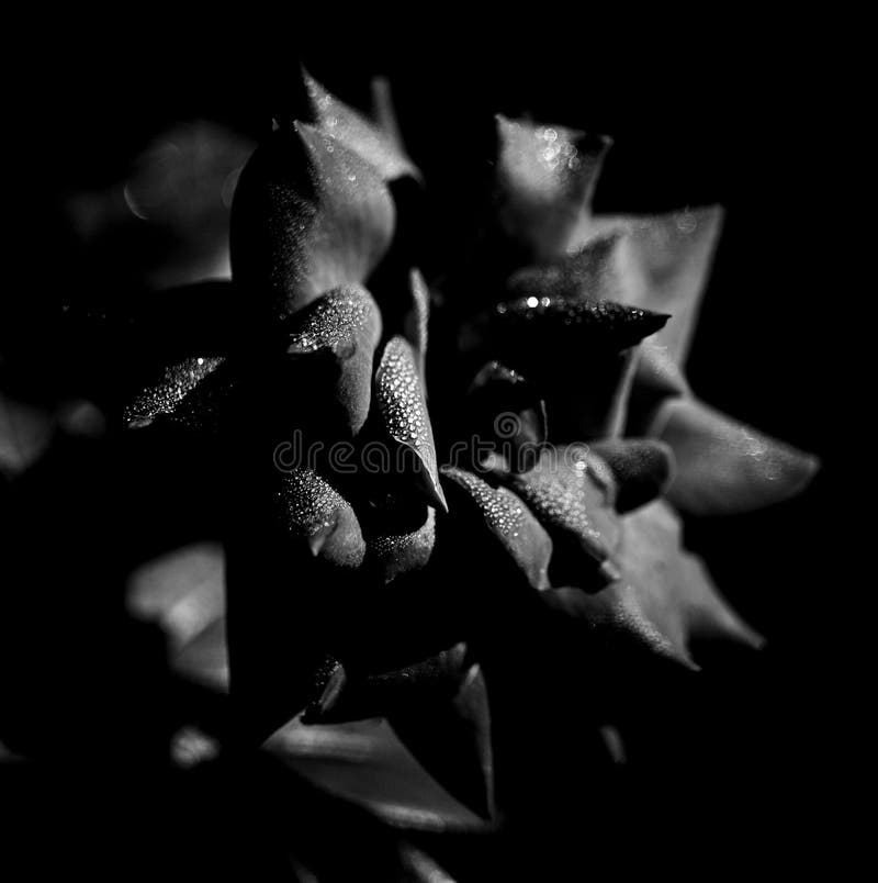 Single Black Flower Bud in Full Bloom Stock Photo - Image of pure ...