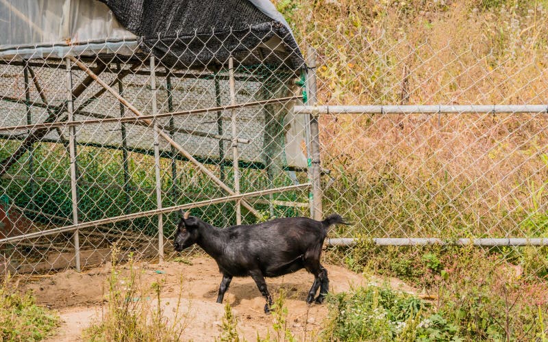 Single Black Goat with Short Horns Stock Photo - Image of community ...