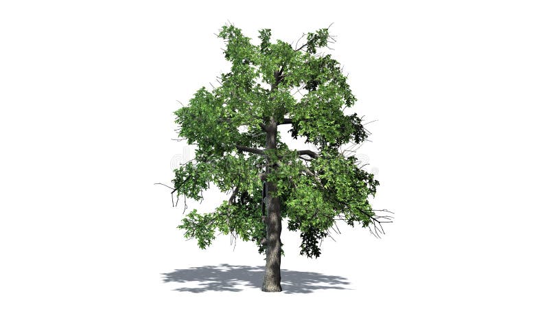 Single Black Gum Tree with Shadow on the Floor Stock Illustration ...