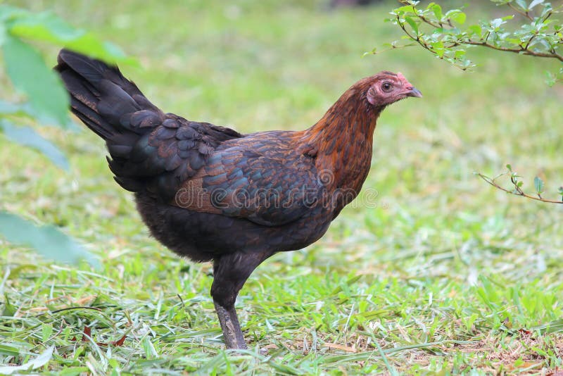 Single black hen on grass stock image. Image of green - 85095809