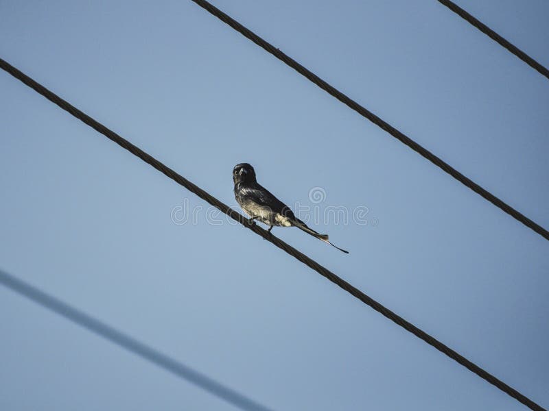 Black Humming Bird Looking into Camera Stock Photo - Image of pole ...