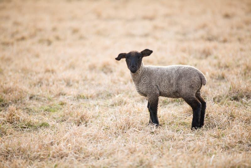 Single Black Lamb on Pasture Stock Photo - Image of fleece, mammal ...