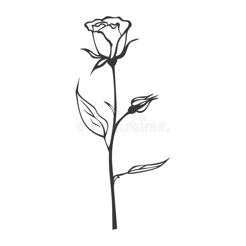 Simple Single Rose Outline Page 4 | Single Rose Outline Vectors