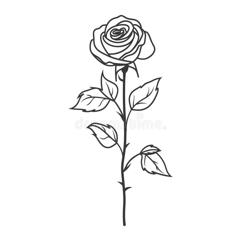 Outline Rose Stem Stock Illustrations – 7,434 Outline Rose Stem Stock ...