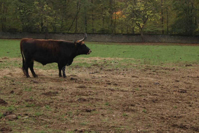 Single oxen yoke isolated. stock image. Image of hitch - 64490645