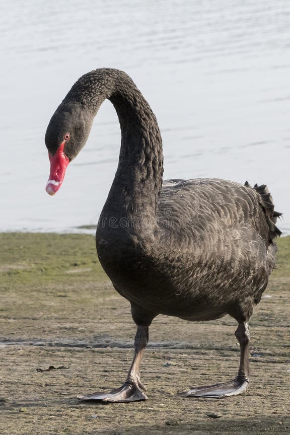 A Black Swan Walking Across the Path Stock Photo - Image of walking ...