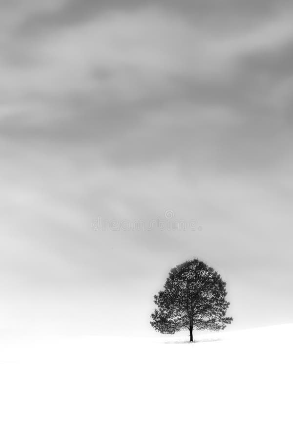 Single Black White Tree in Winter Landscape Stock Image - Image of ...