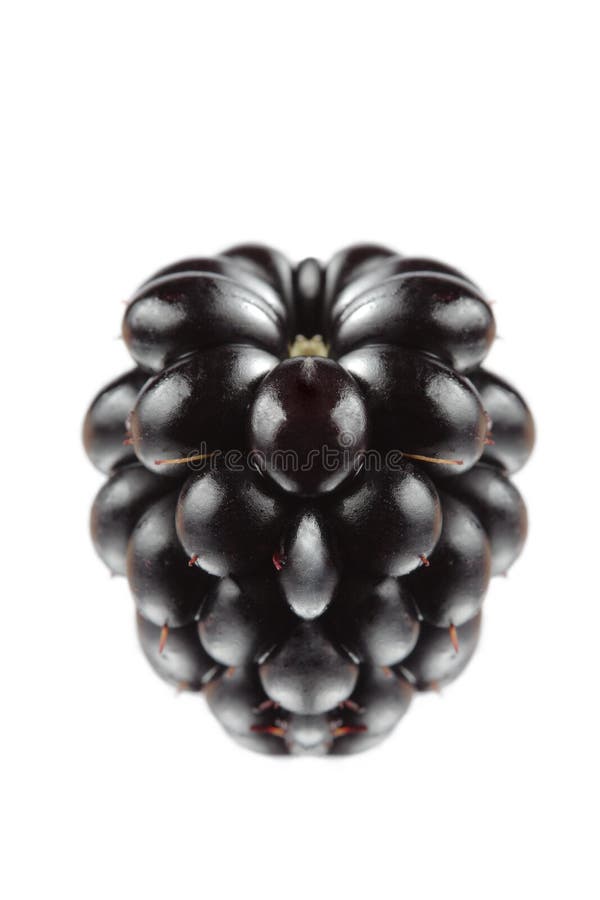 Blackberry isolated stock photo. Image of black, fruit - 16397854