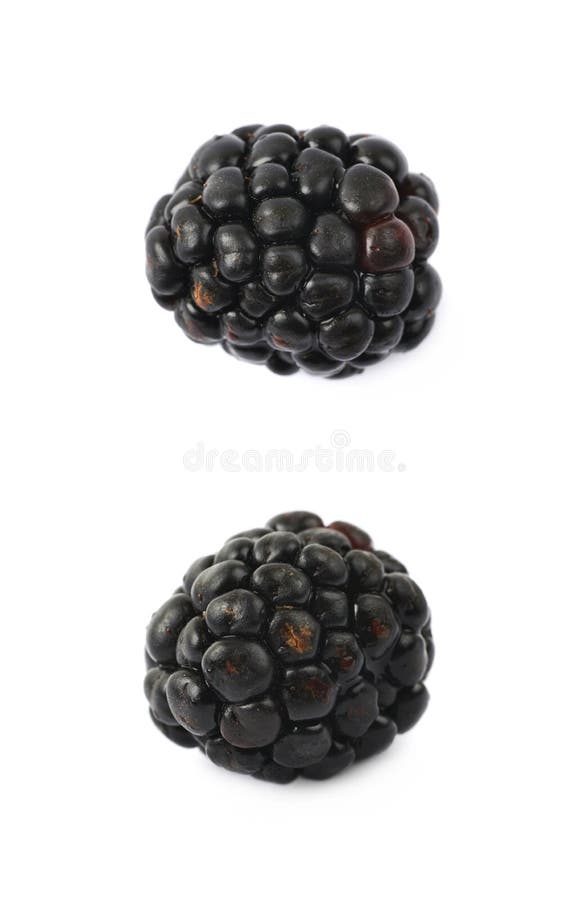 Single Blackberry Fruit Isolated Stock Image - Image of dessert ...