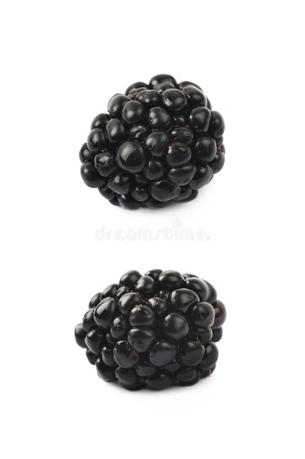 Single Blackberry Fruit Isolated Stock Image - Image of natural, diet ...