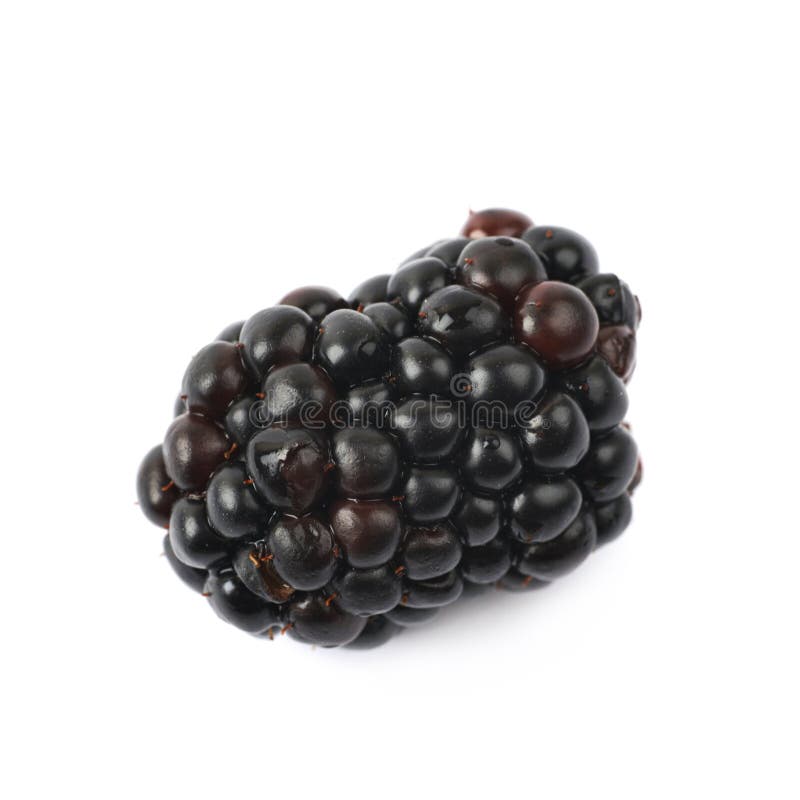 Single Blackberry Fruit Isolated Stock Photo - Image of brambleberry ...