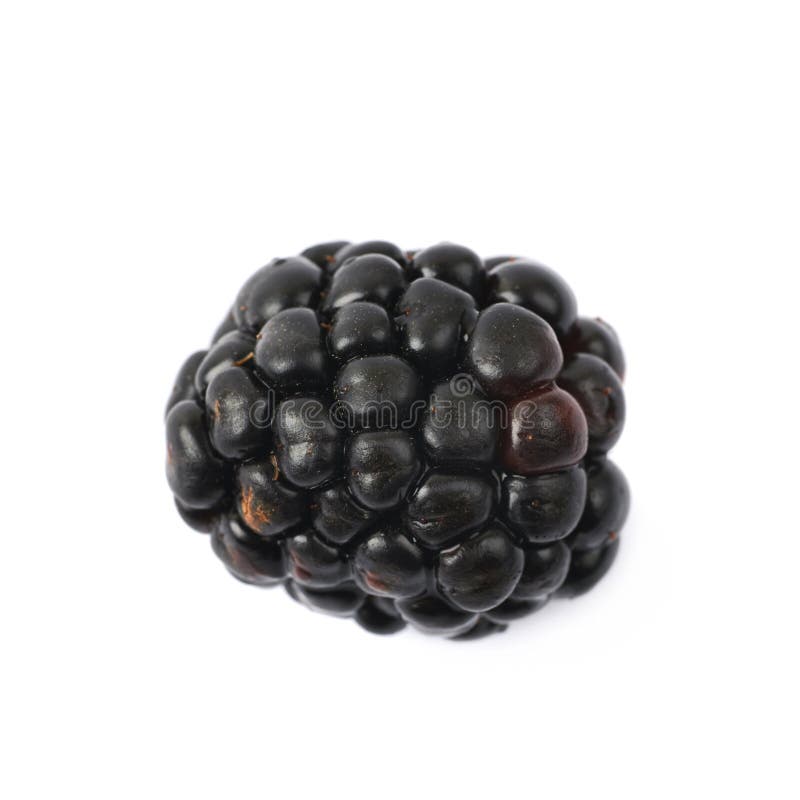 Single Blackberry Fruit Isolated Stock Photo - Image of freshness ...