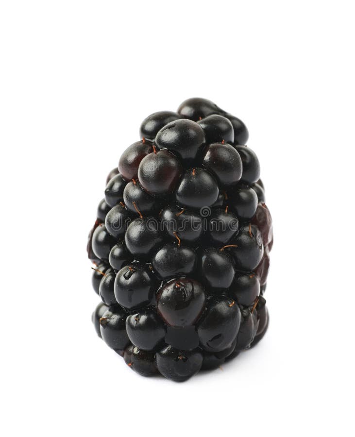 Single Blackberry Fruit Isolated Stock Photo - Image of brambleberry ...