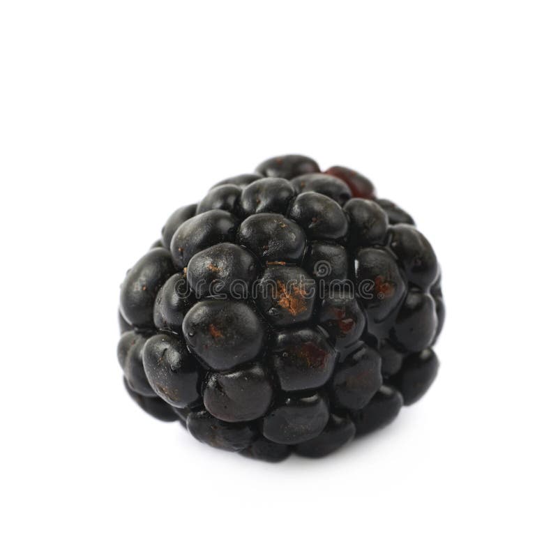 Single Blackberry Fruit Isolated Stock Photo - Image of closeup ...