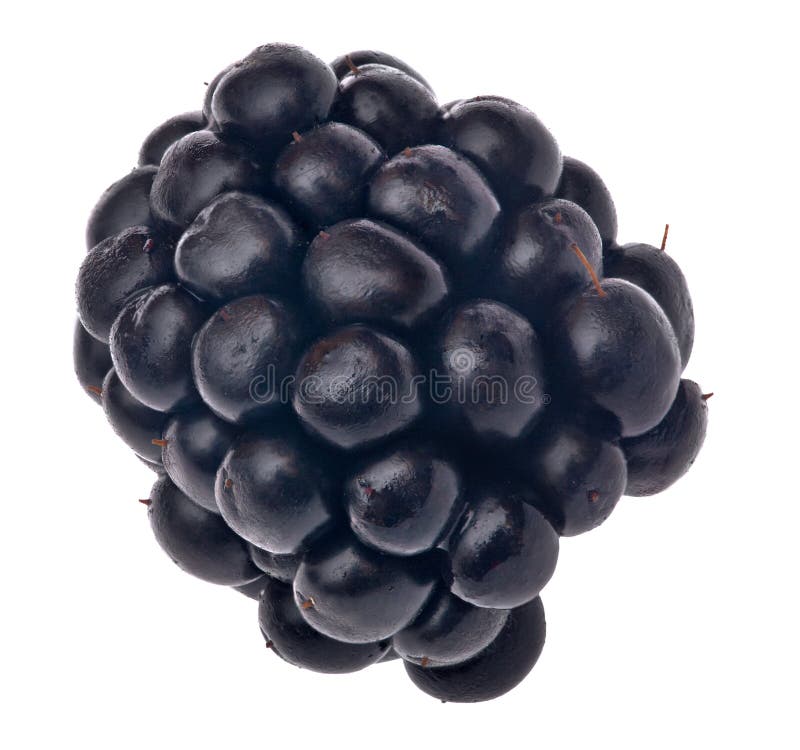 Single Blackberry Fruit Closeup. Healthy Fruits. Organic Fruit. Stock ...