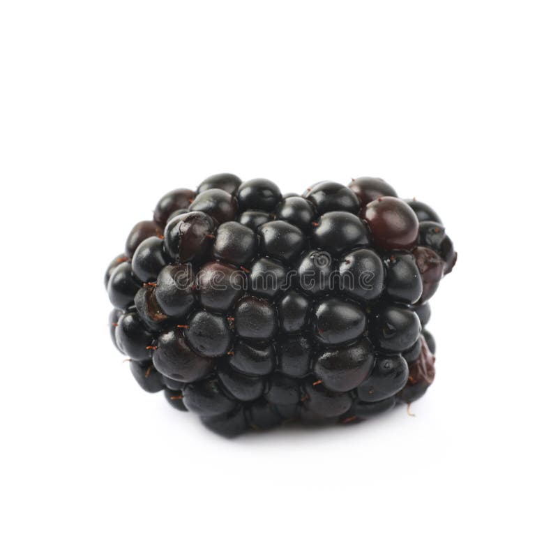 Single Blackberry Fruit Isolated Stock Photo - Image of brambleberry ...