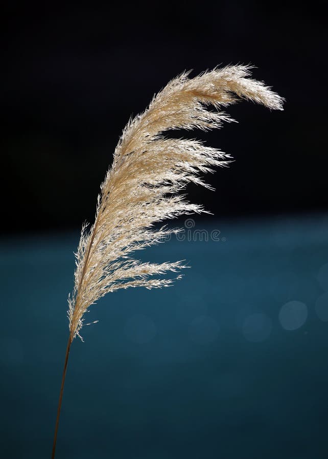 Single blade stock image. Image of harvest, light, orange - 14733177
