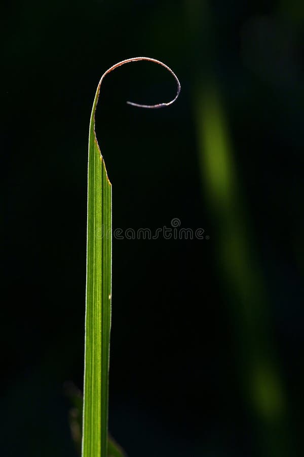 A single blade of grass stock image. Image of pattern - 28834705