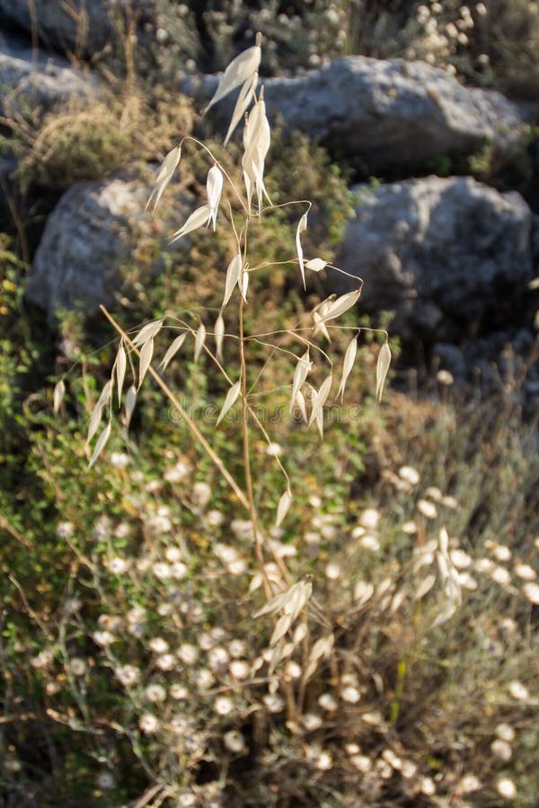 Single blade of grass stock image. Image of hiking, beautiful - 106547031