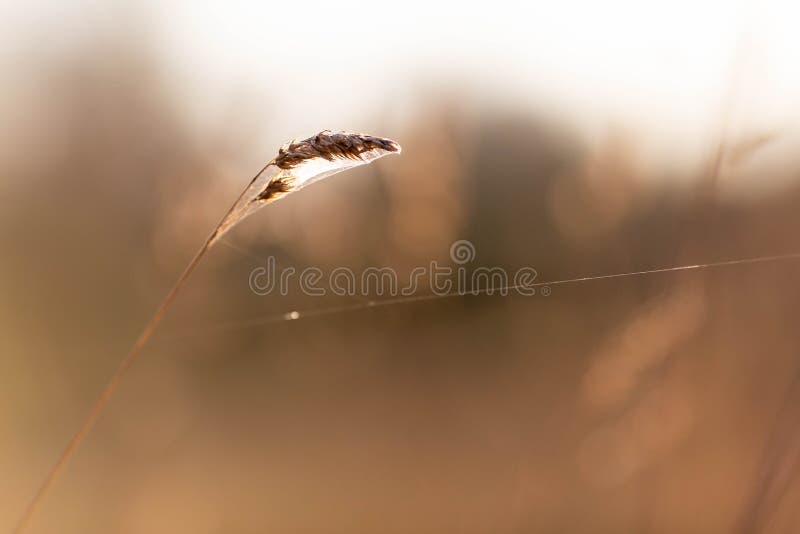 Single blade of grass stock image. Image of natural - 179521017