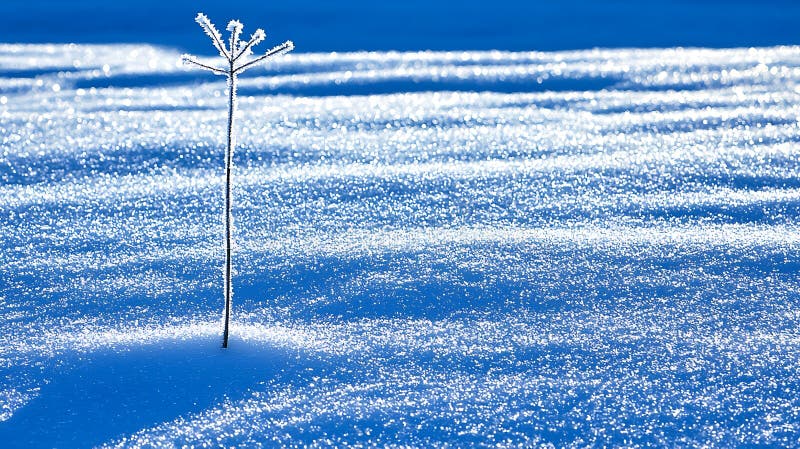 Single Blade of Grass on Snowy Landscape Stock Illustration ...