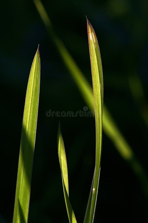 Single Blade Of Grass