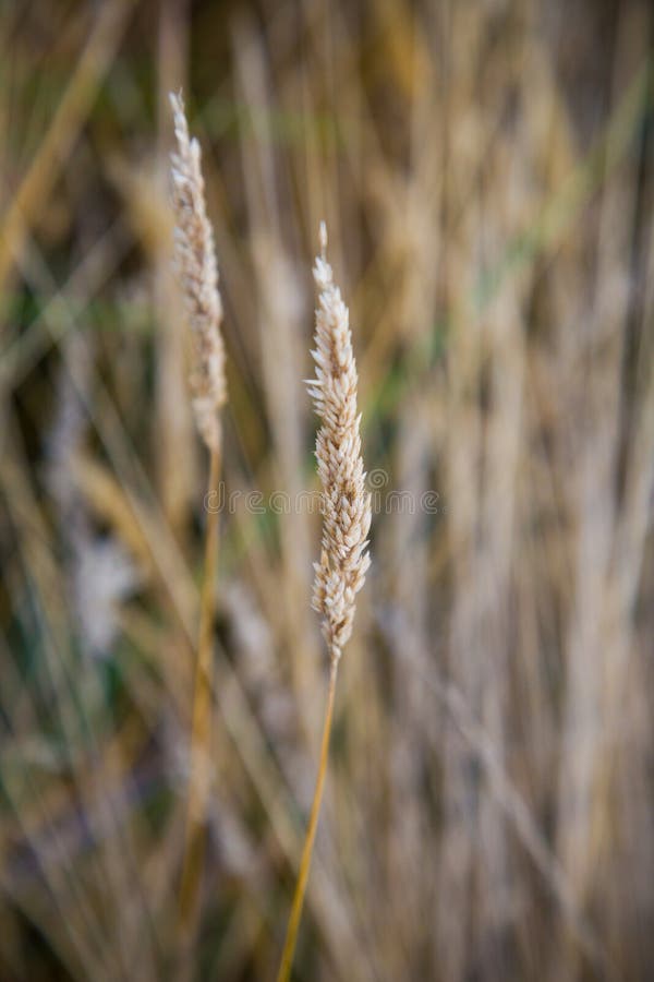 Single Blade of Tall Field Grass Stock Photo - Image of grass, blade ...