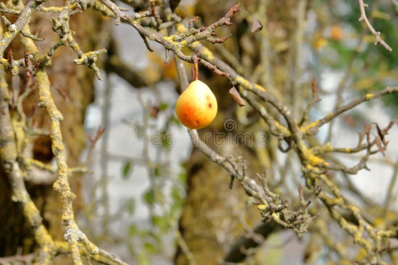 Blemished Pear Stock Photos - Free & Royalty-Free Stock Photos from ...