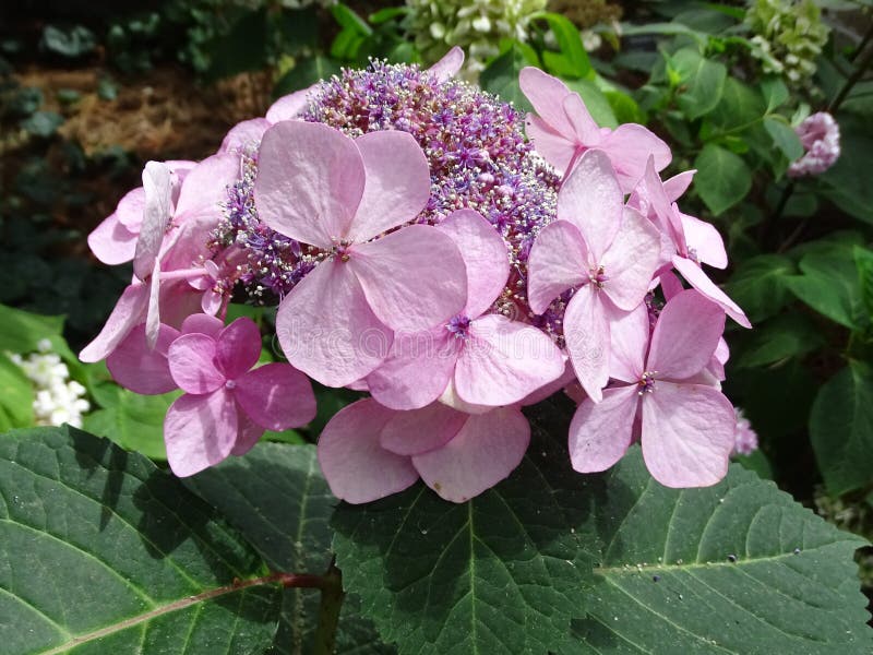 A Single Bloom of Hydrandea Not Quite Fully Developed Stock Photo ...