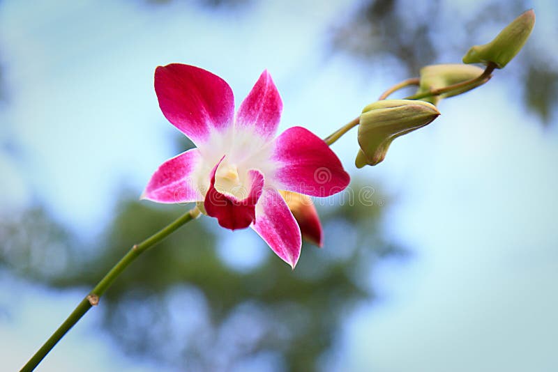 A single bloom orchid stock photo. Image of orchids, four - 42381954
