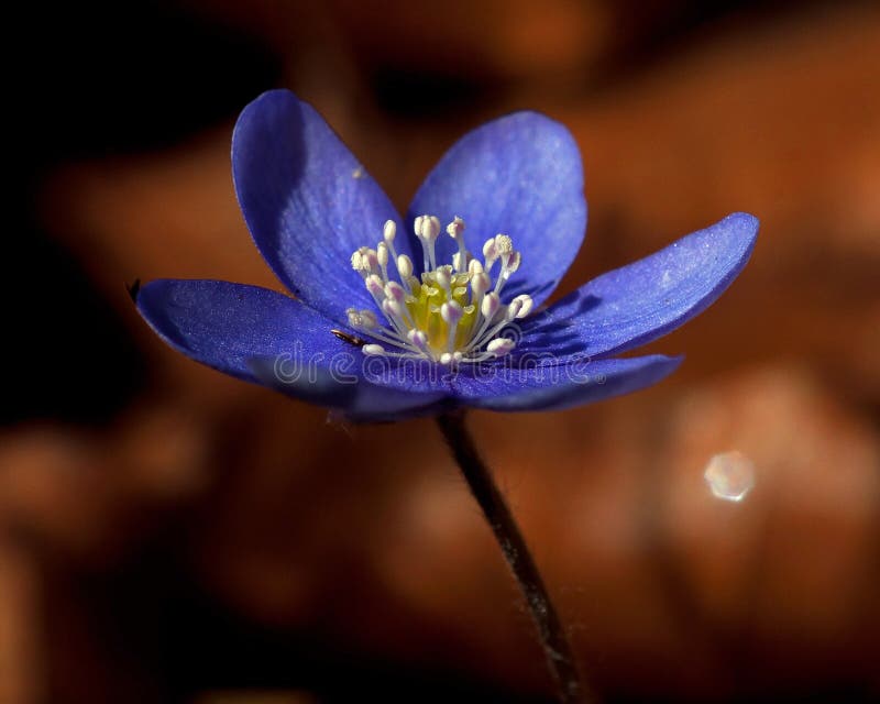 A Single Blooming Anemone Hepatica in Macro Stock Photo - Image of ...