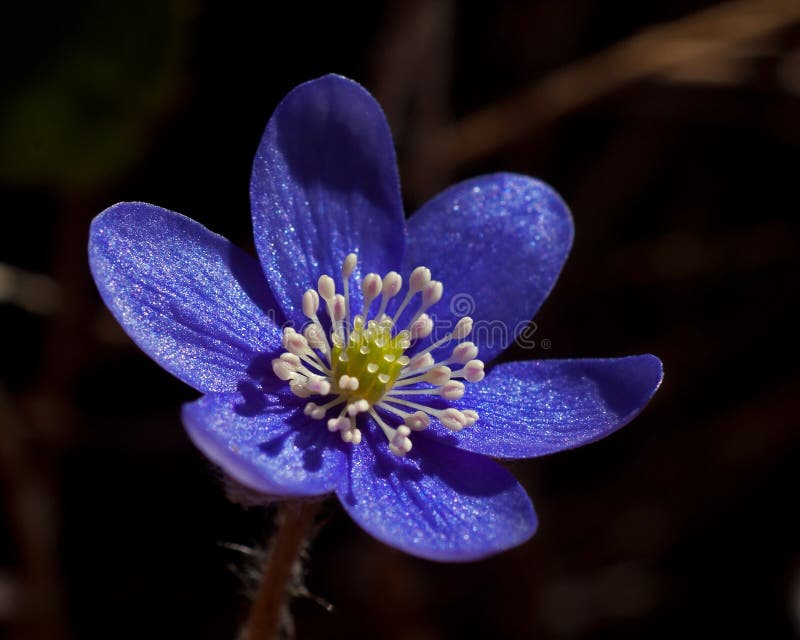 A Single Blooming Anemone Hepatica in Macro Stock Image - Image of ...