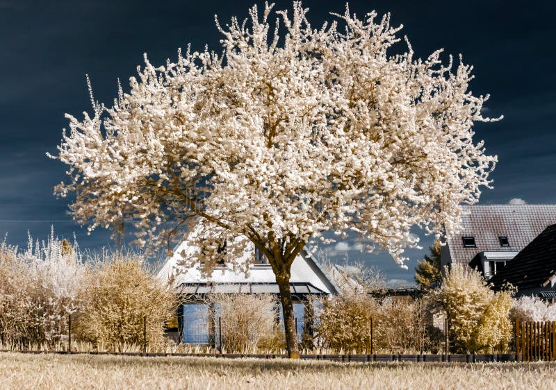 Single Blooming Cherry Tree in Infrared View Stock Image - Image of ...
