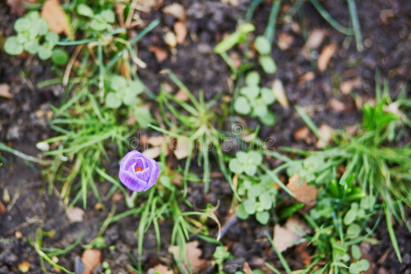 Crocus in the Dry Grass in Early Spring. the Awakening of Nature. Stock ...