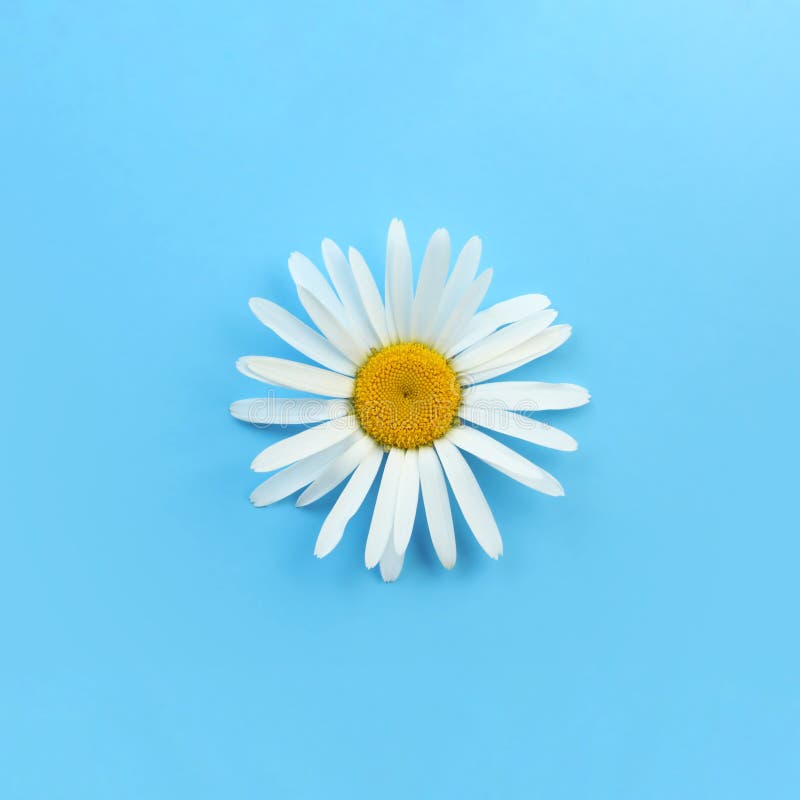 Blooming Daisy Flower Picture. Stock Image - Image of daisy, everyday ...