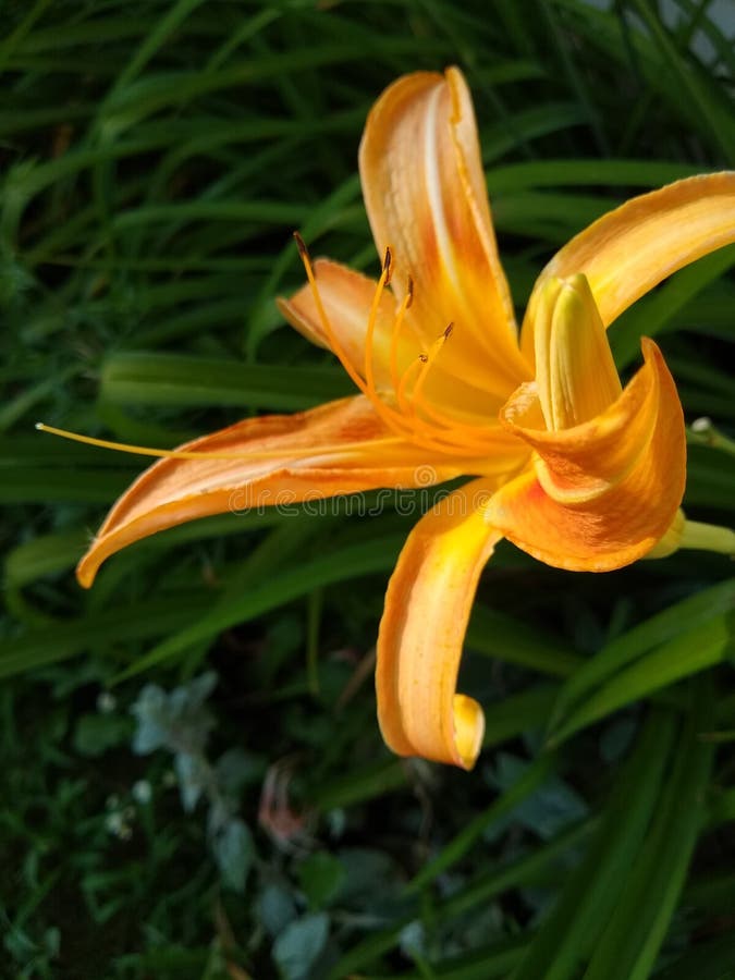 Single blooming Flower stock photo. Image of orange - 155271808