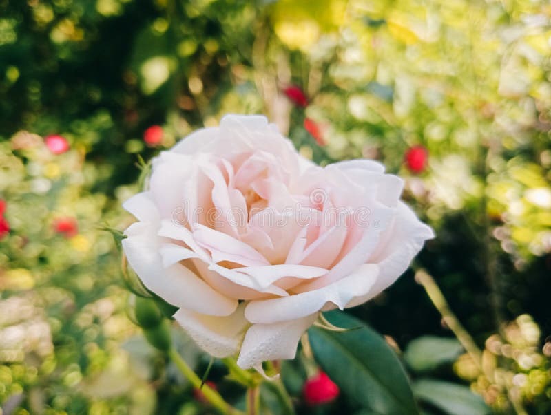 Single Blooming Peach Rose in the Garden Stock Image - Image of rose ...