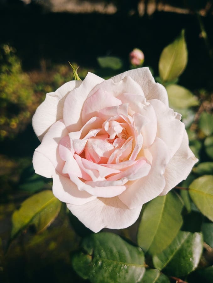 Single Blooming Peach Rose in the Garden Stock Photo - Image of garden ...