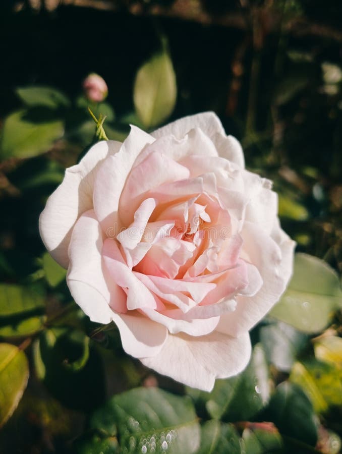 Single Blooming Peach Rose in the Garden Stock Photo - Image of garden ...