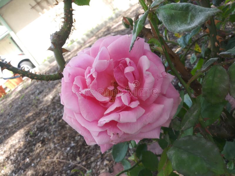 Single Blooming Pink Rose stock image. Image of single - 170731519